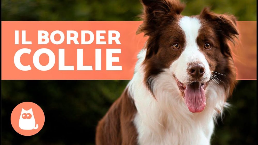 Il cane BORDER COLLIE 🐶 (Origine, Caratteristiche, Carattere e Cura)