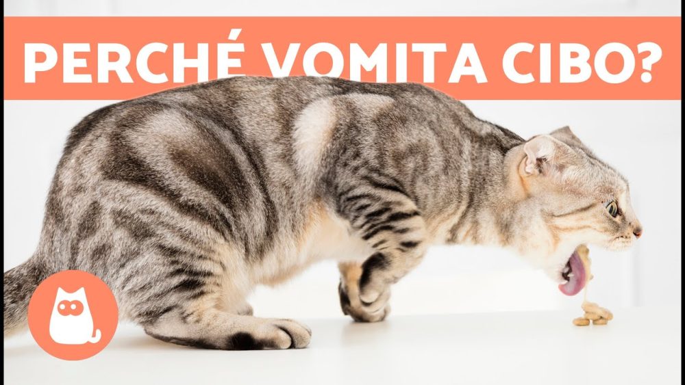 Perché il mio GATTO VOMITA CIBO non digerito? 🐱 (8 cause)