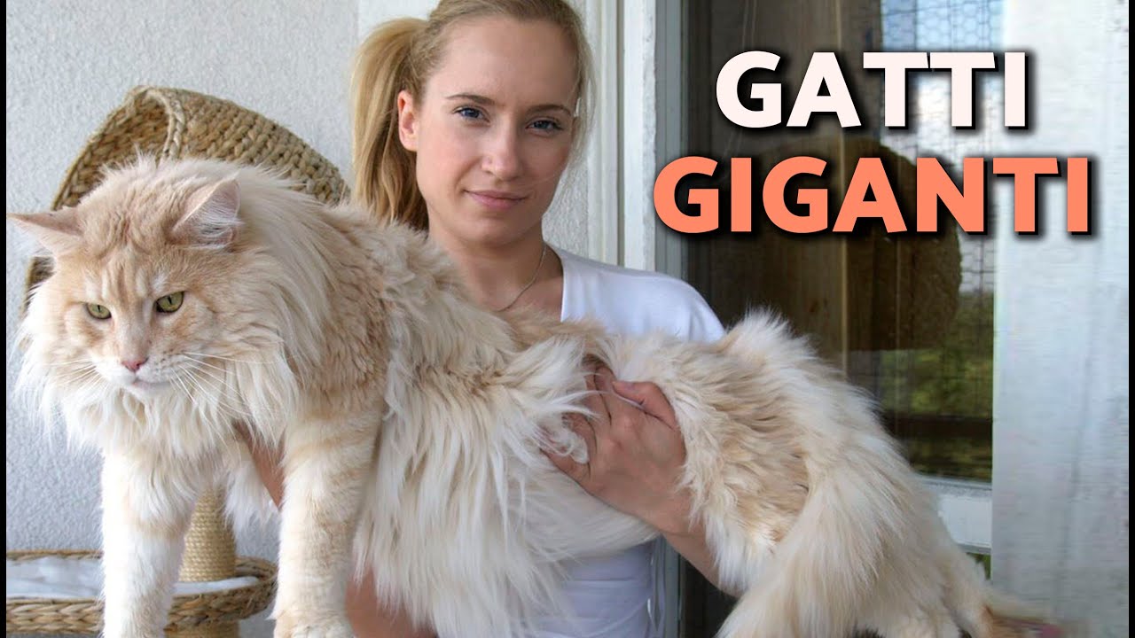 Scopri i Giganti Pelosi: Le 10 Razze di Gatti più Grandi del Pianeta! 🐾